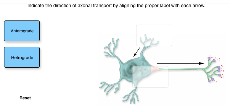 Solved Indicate the direction of axonal transport by | Chegg.com