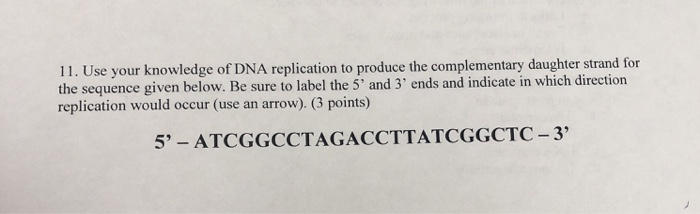 Solved 11. Use your knowledge of DNA replication to produce | Chegg.com