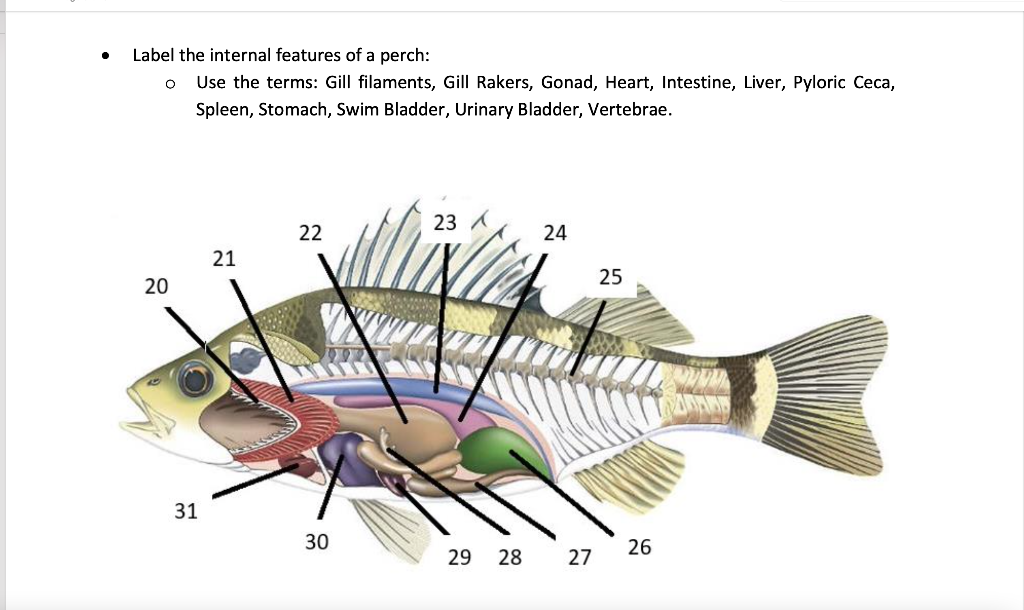 Solved Label the internal features of a perch: Use the | Chegg.com