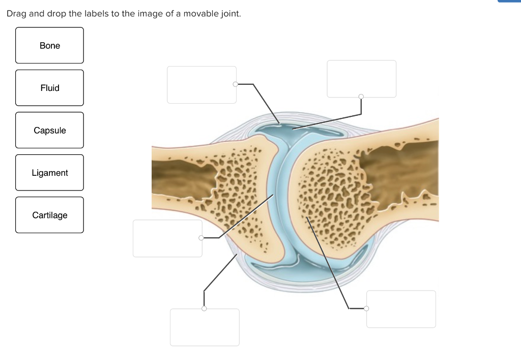 Solved Drag and drop the labels to the image of a movable | Chegg.com