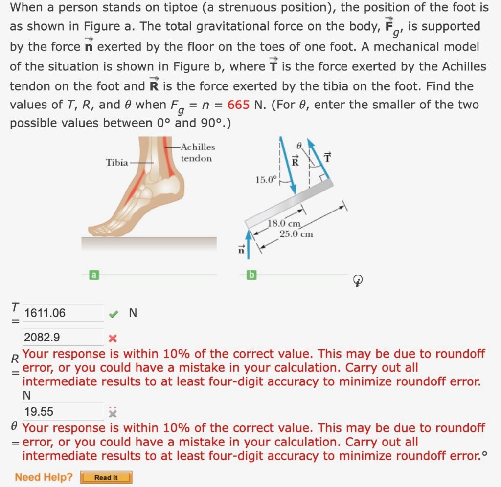 Solved When a person stands on tiptoe (a strenuous | Chegg.com