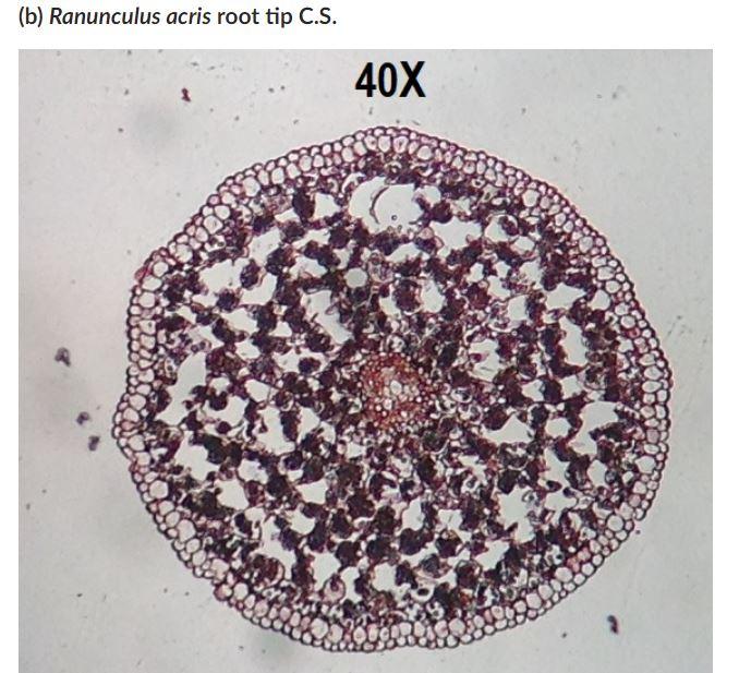 Solved Section 3: Examination of sections of old tree trunks | Chegg.com