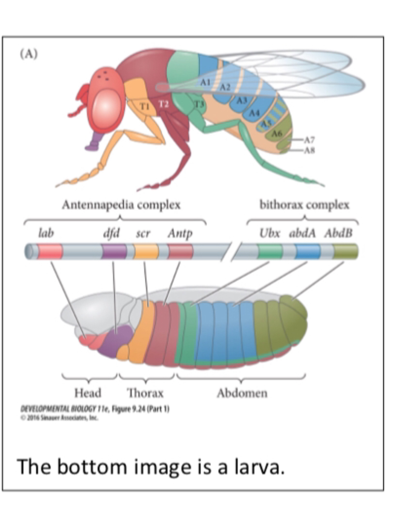 Solved A1 A2 A3 TI T2 A4 AS A6 A7 AR Antennapedia complex | Chegg.com