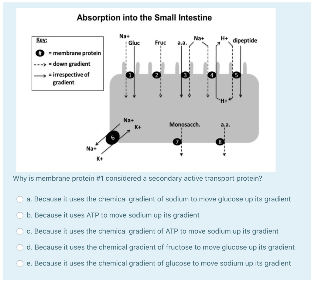 Solved Absorption into the Small Intestine Key: Na+ Gluc Na+ | Chegg.com