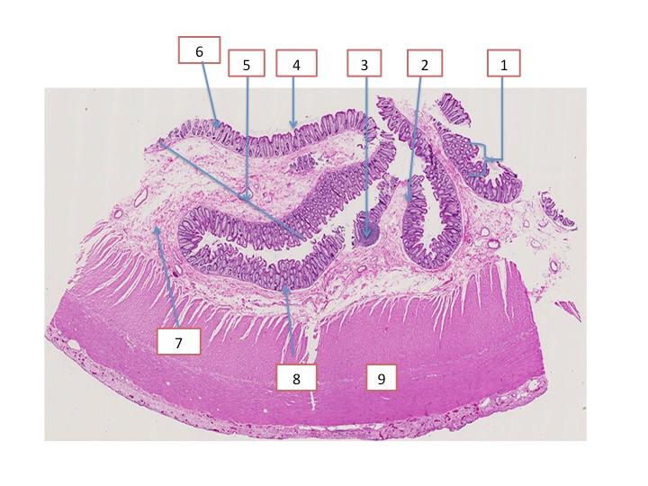 Solved IDENTIFY THE POINTED/NUMBERED STRUCTURES. WRITE YOUR | Chegg.com
