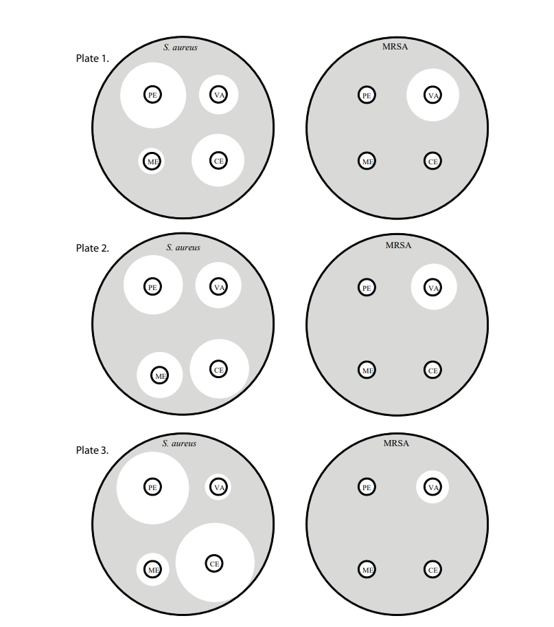 Solved S. aureus MRSA Plate 1. PE PE MD ME Plate 2. S. | Chegg.com