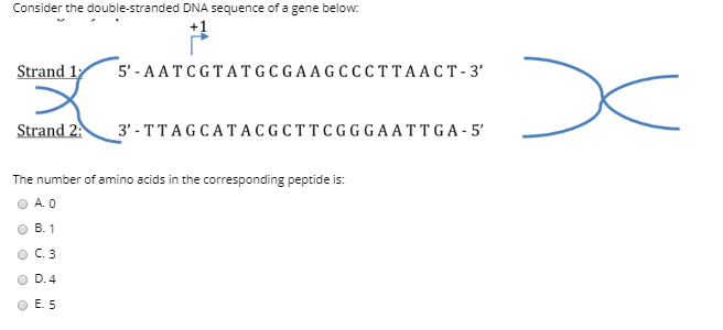 Solved Consider the following double-stranded region of a | Chegg.com