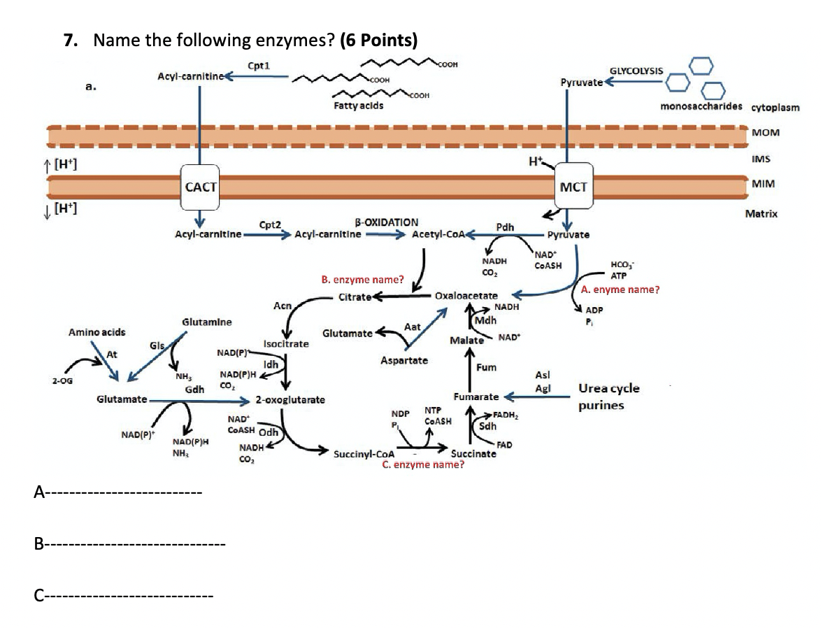 Solved 7. Name the following enzymes? (6 Points) Cpt 1 | Chegg.com