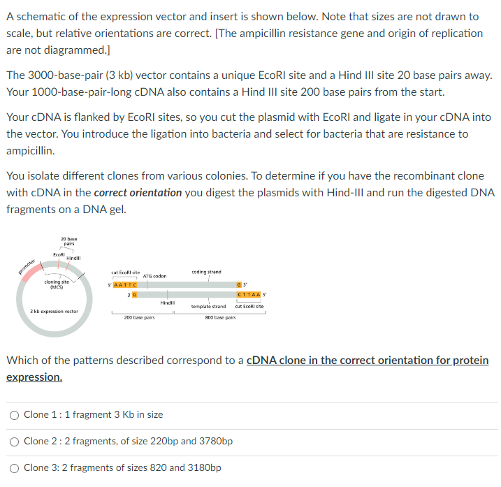 Solved A schematic of the expression vector and insert is | Chegg.com