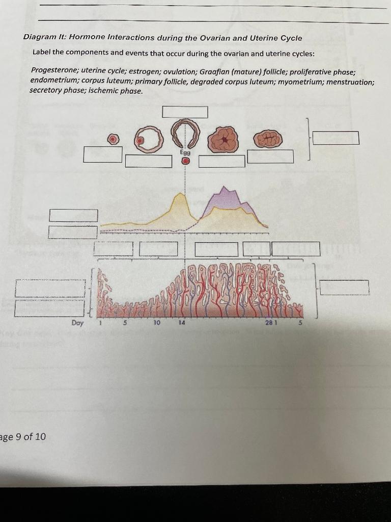 Diagram It: Hormone Interactions during the Ovarian | Chegg.com