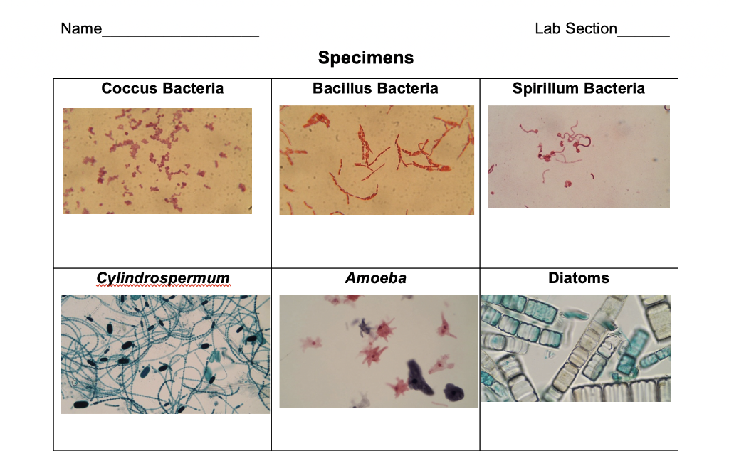 Solved Eukarya SAR Chromalveolata Unikonta Bacteria Excavata | Chegg.com