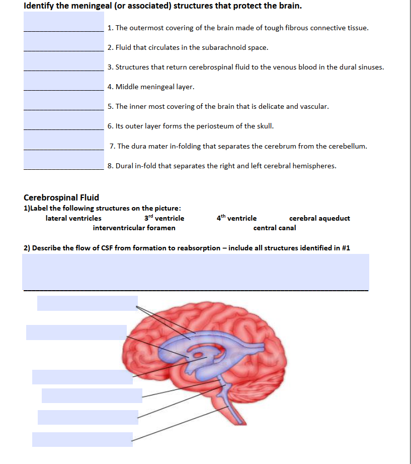 solved-identify-the-meningeal-or-associated-structures-chegg