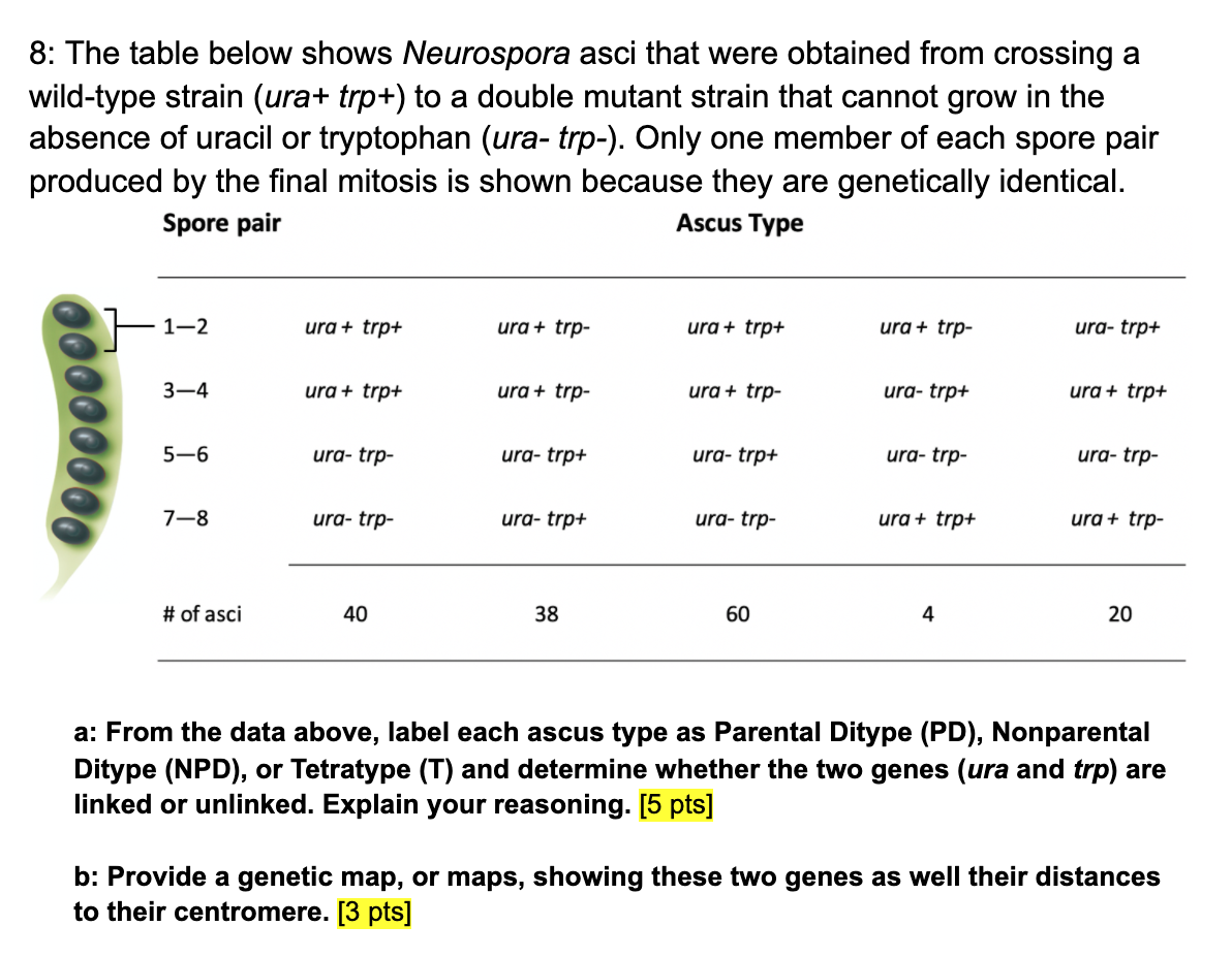 Solved 8: The table below shows Neurospora asci that were | Chegg.com
