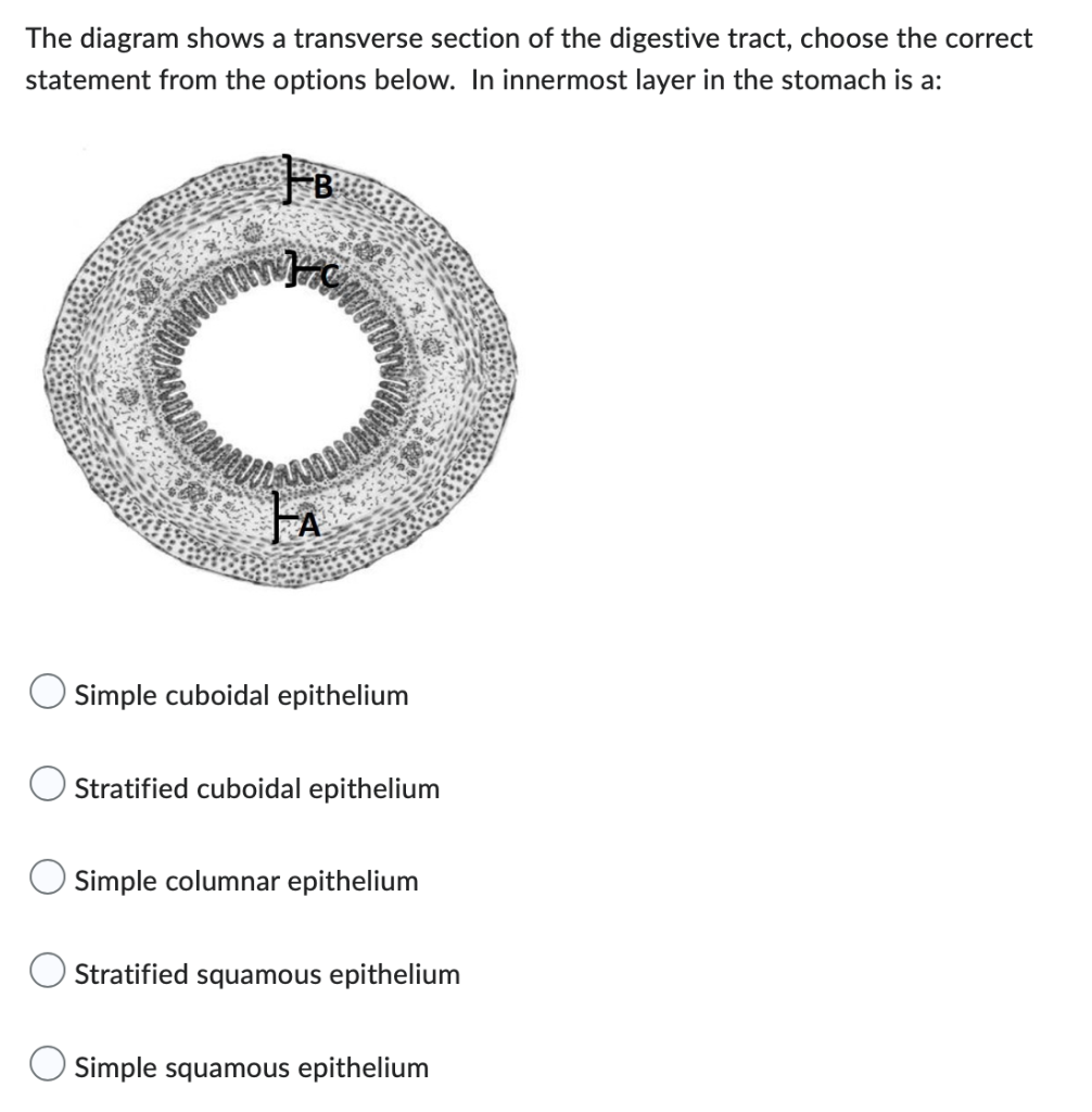 Solved The diagram shows a transverse section of the | Chegg.com