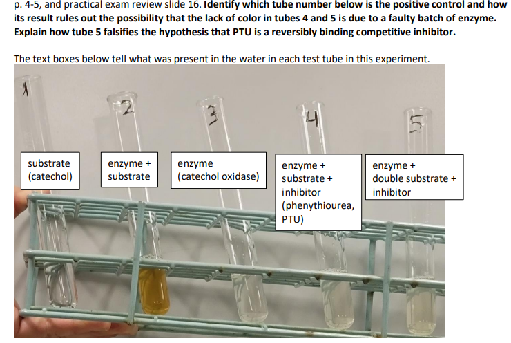 Solved p. 4-5, and practical exam review slide 16 . Identify | Chegg.com