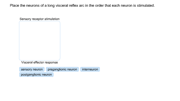 Solved Place the neurons of a long visceral reflex arc in | Chegg.com
