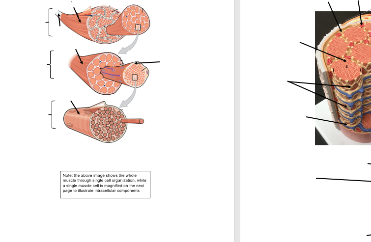 Solved Note: the above image shows the whole muscle through | Chegg.com