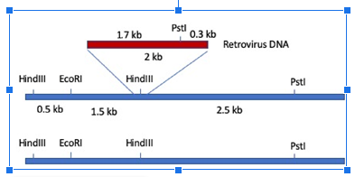 Solved A retrovirus encodes an RNA template that can be | Chegg.com