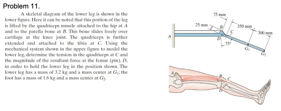 Solved Problem 11. A skeletal diagram of the lower leg is | Chegg.com