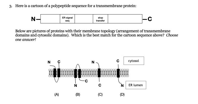 Solved 3. Here is a cartoon of a polypeptide sequence for a | Chegg.com