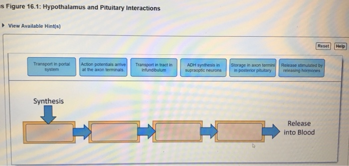 Solved s Figure 16.1: Hypothalamus and Pituitary | Chegg.com