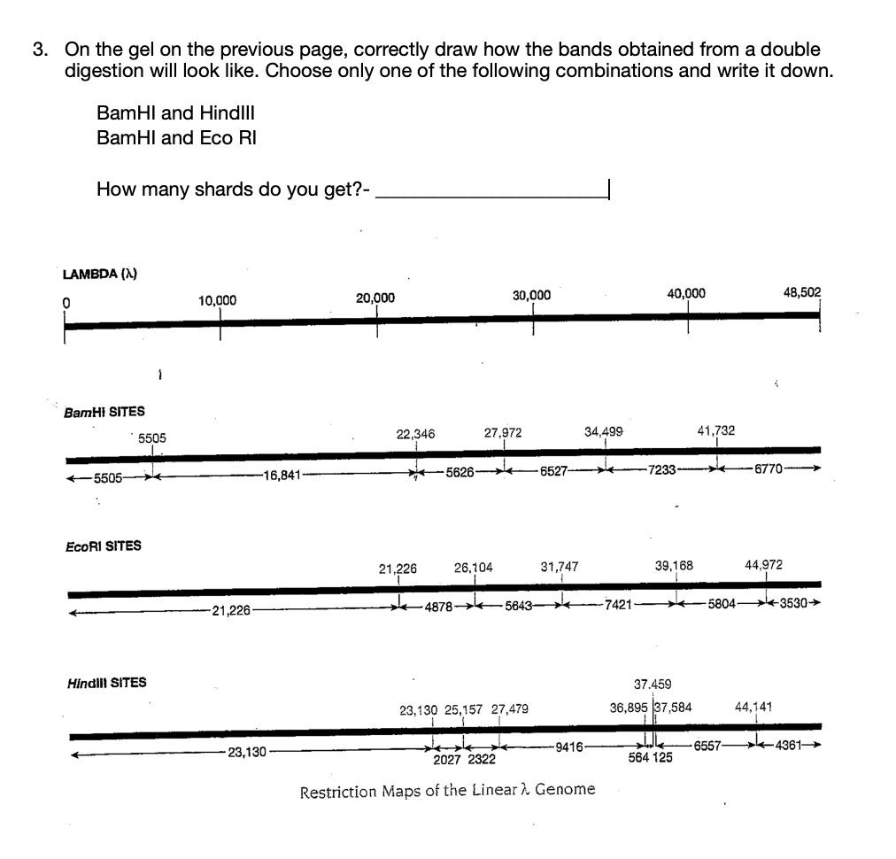 Solved 1. Analyze the maps of bacteriophage Lambda found in | Chegg.com