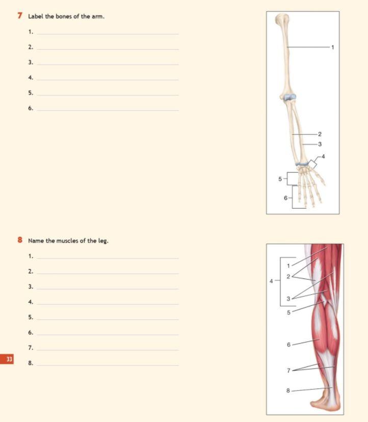 Solved 7 Label the bones of the arm. 1. 2. 1 3. 4. 5. 6. 3 5 | Chegg.com