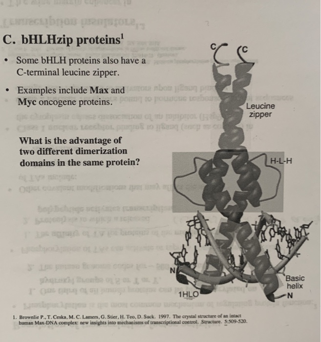 Solved C. bHLHzip proteins Some bHLH proteins also have a | Chegg.com