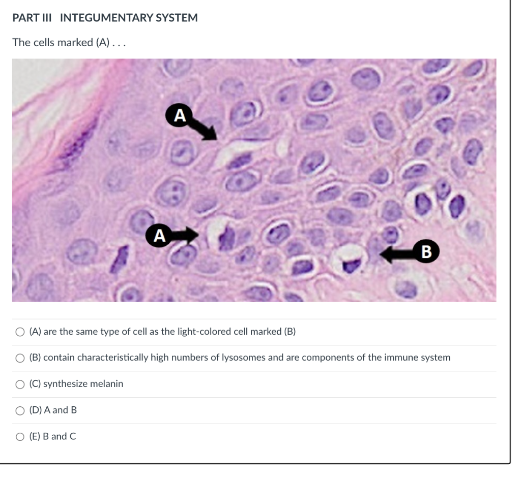 PART III INTEGUMENTARY SYSTEM The cells marked (A) | Chegg.com
