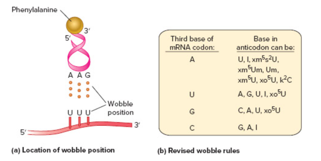 Solved The genetic code and wobble rules for tRNA-mRNA | Chegg.com