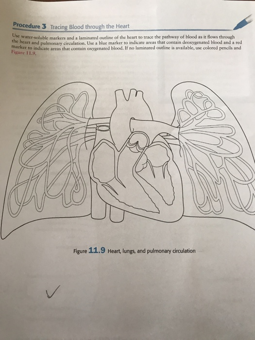 Solved Procedure 3 Tracing Blood through the Heart Use | Chegg.com