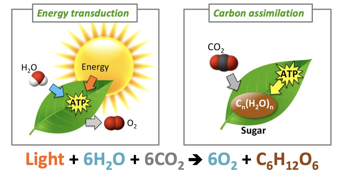 Solved Photosynthesis consists of two main sets of reactions | Chegg.com