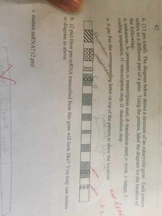 Solved The diagram below shows a structure of an eukaryotic | Chegg.com