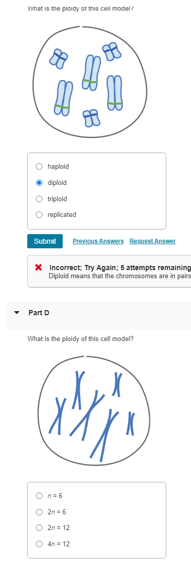 Solved What is the ploidy of this cell model? B SR O haploid | Chegg.com