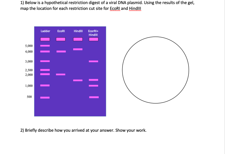 Solved 1) Below is a hypothetical restriction digest of a | Chegg.com
