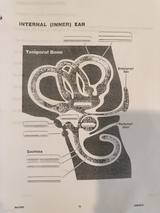 Solved INTERNAL (INNER) EAR Temporal Bone Endolymph Sac | Chegg.com