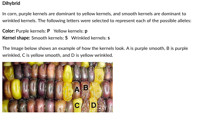 Solved Dihybrid In corn, purple kernels are dominant to | Chegg.com