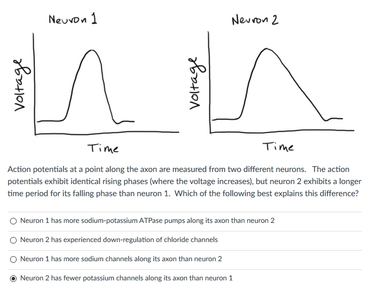 Solved Neuron 1 Nevron 2 Voltage Voltage Time Time Action | Chegg.com