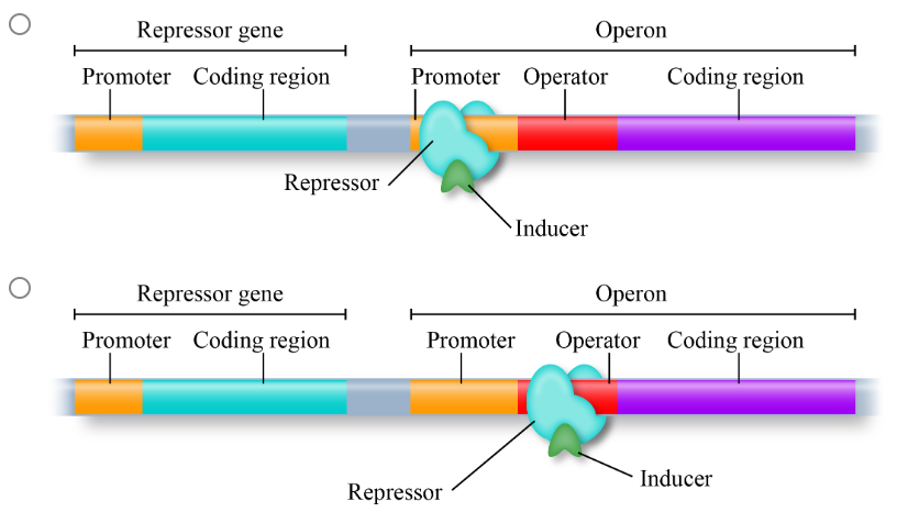 In the presence of the inducer, where will the | Chegg.com