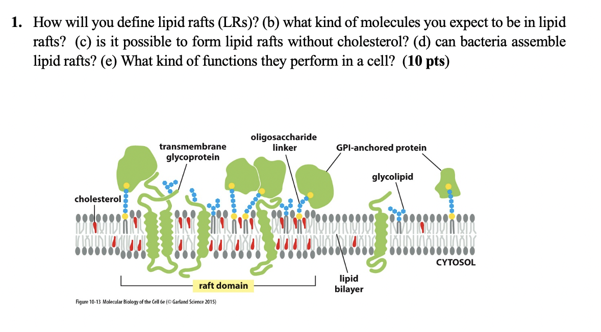 Solved 1. How will you define lipid rafts (LRs)? (b) what | Chegg.com