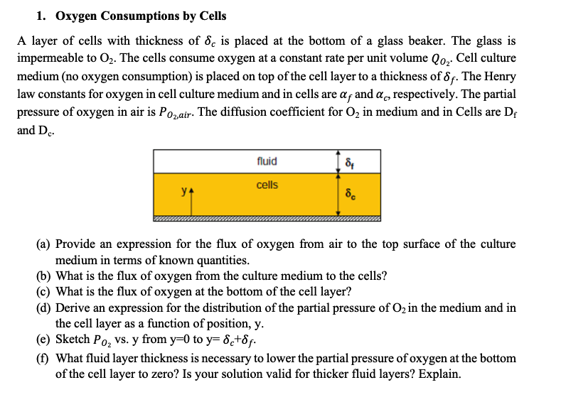 Solved 1. Oxygen Consumptions by Cells A layer of cells with | Chegg.com