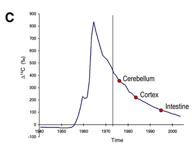 For each cell type, locate the relevant graphs. Each | Chegg.com
