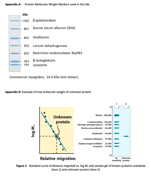 Solved E1. Using the gel image provided to calculate the | Chegg.com