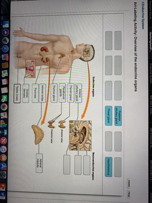 Solved Reset Posterior pituitary gland Pineal gland | Chegg.com