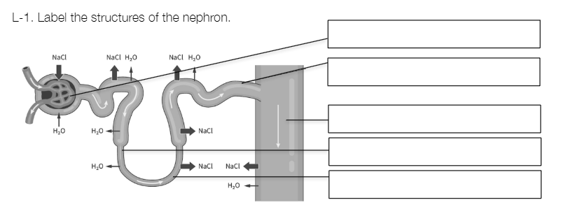 Solved L-1. Label the structures of the nephron. | Chegg.com