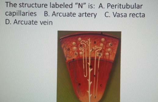 Peritubular Capillaries Model