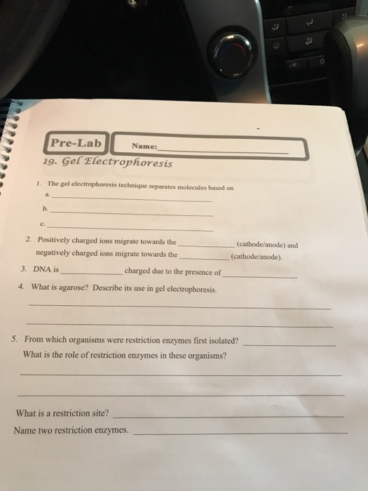 Solved Pre-Lab Name: 19. Gel Electrophoresis l. The gel | Chegg.com