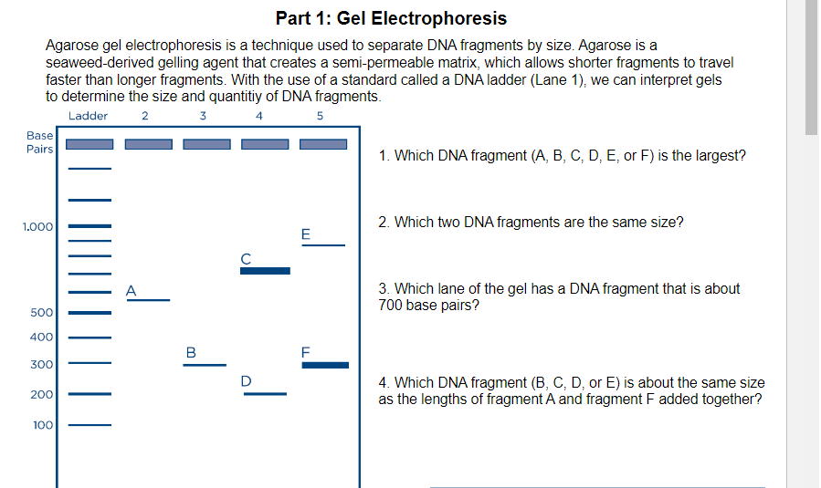 [Solved]: Part 1: Gel Electrophoresis Agarose gel electrop
