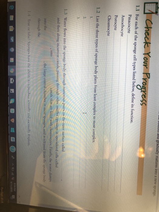 Solved and gr 1.1 For each of the sponge cell types listed | Chegg.com