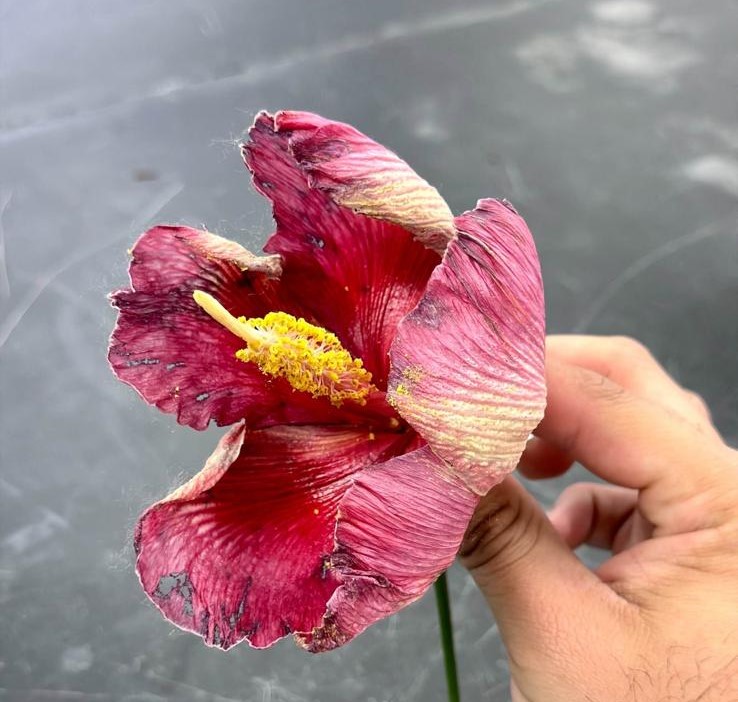 Solved Classify it according to the following criteria: | Chegg.com